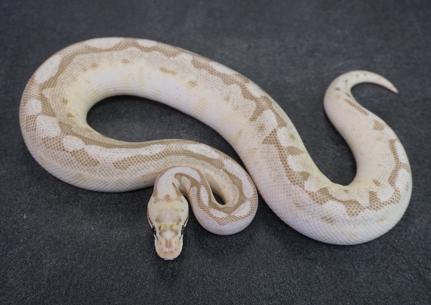 Queenbee Orange Dream Spector Ball Python by A-List Animals - MorphMarket