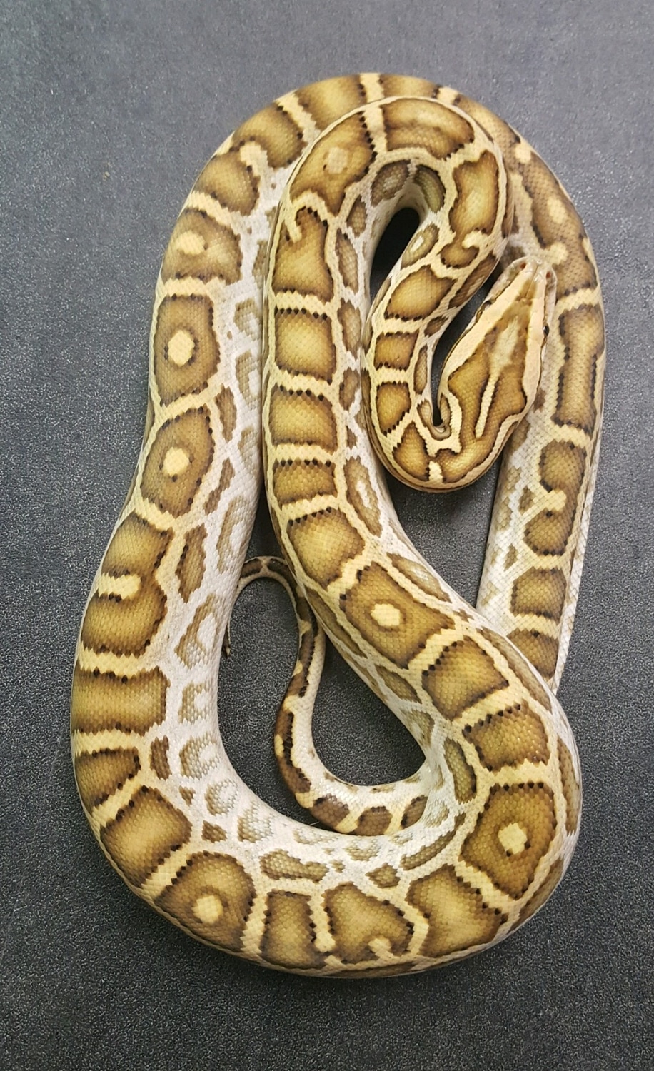 Hypo Het Albino Burmese Python by A-List Animals - MorphMarket