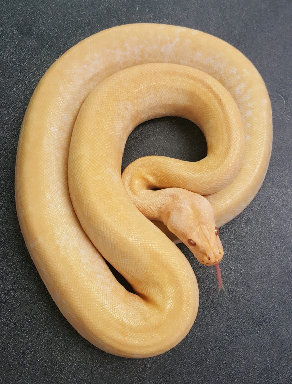 Albino Granite Het Green Burmese Python by A-List Animals - MorphMarket