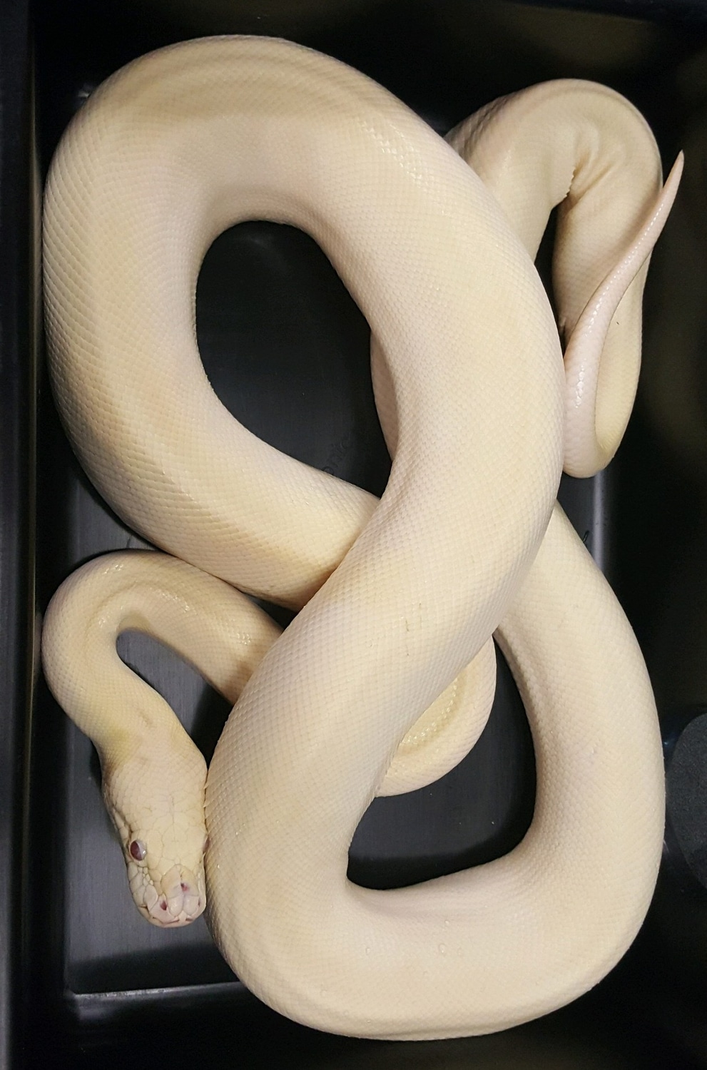 Albino Ivory (Blizzard) Burmese Python by A-List Animals - MorphMarket