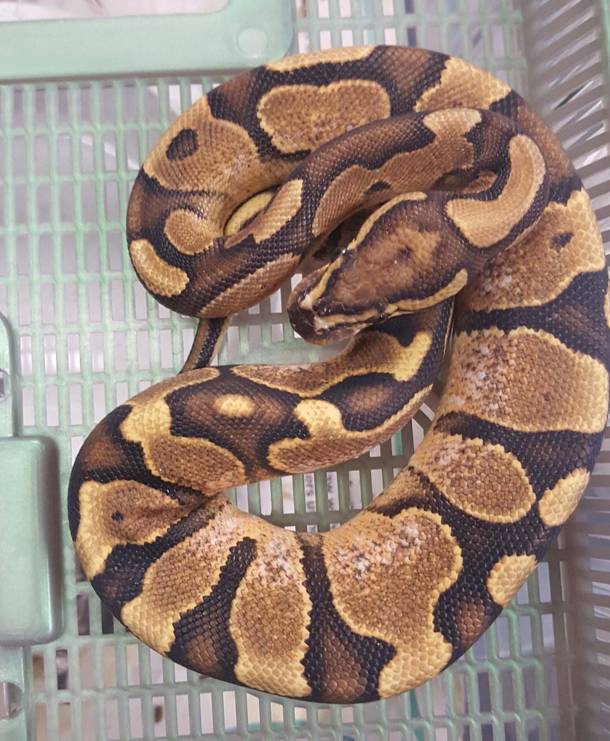Sugar Ball Python by A-List Animals - MorphMarket
