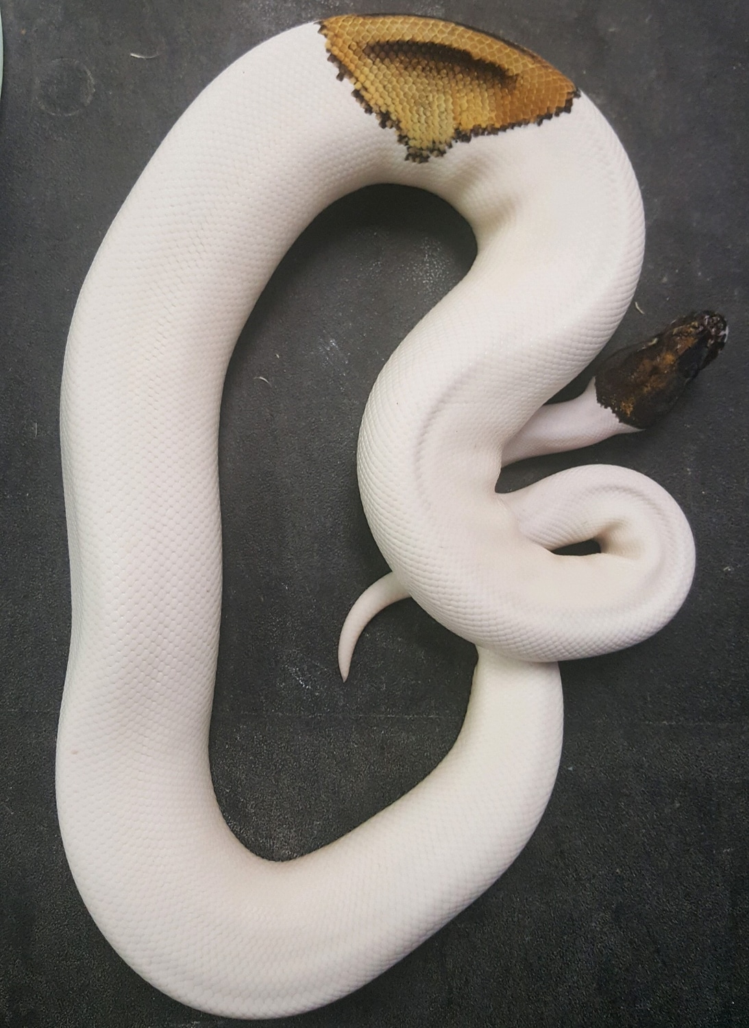 Pinto Pied Ball Python by A-List Animals - MorphMarket