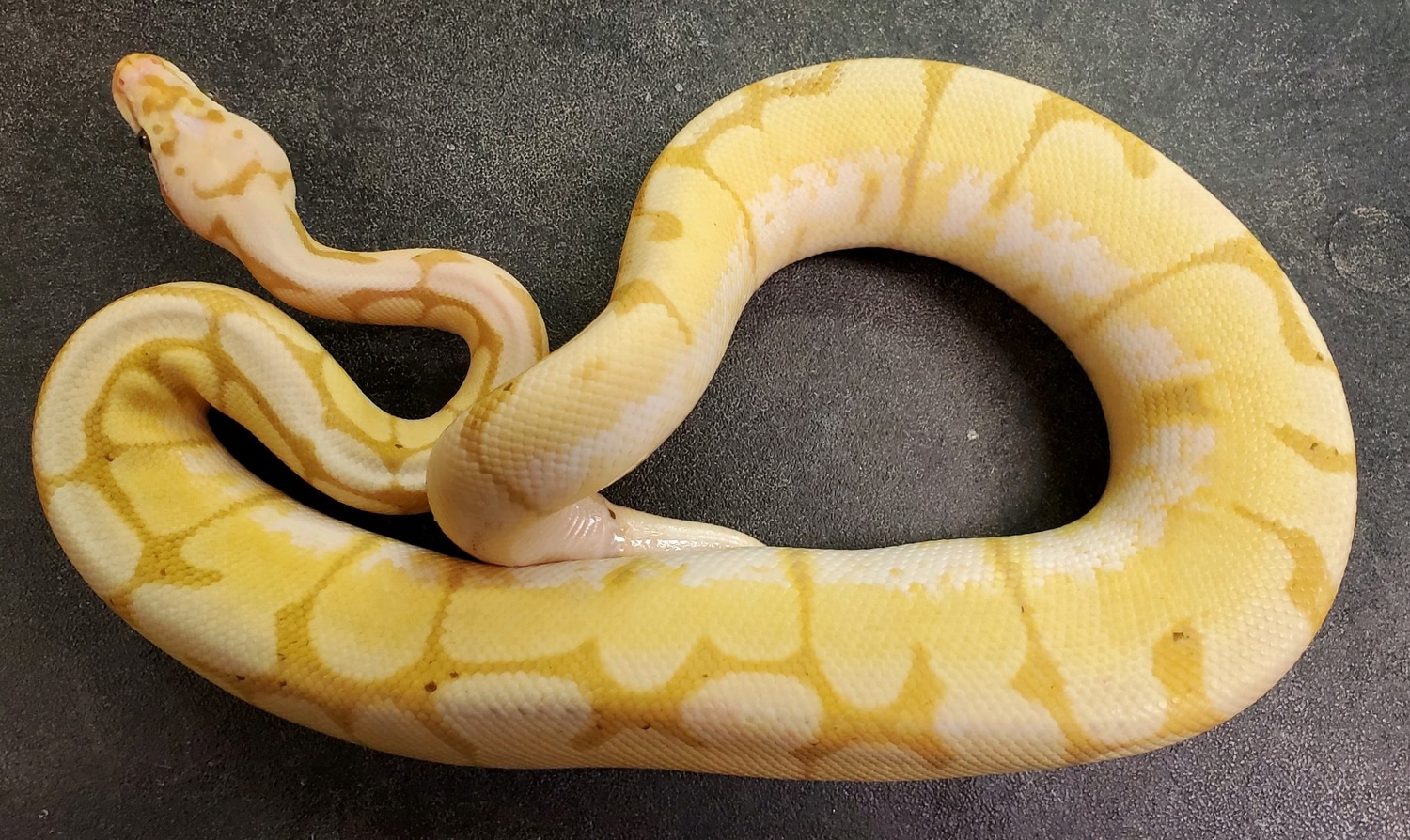 Banana Bumblebee Ball Python by A-List Animals - MorphMarket