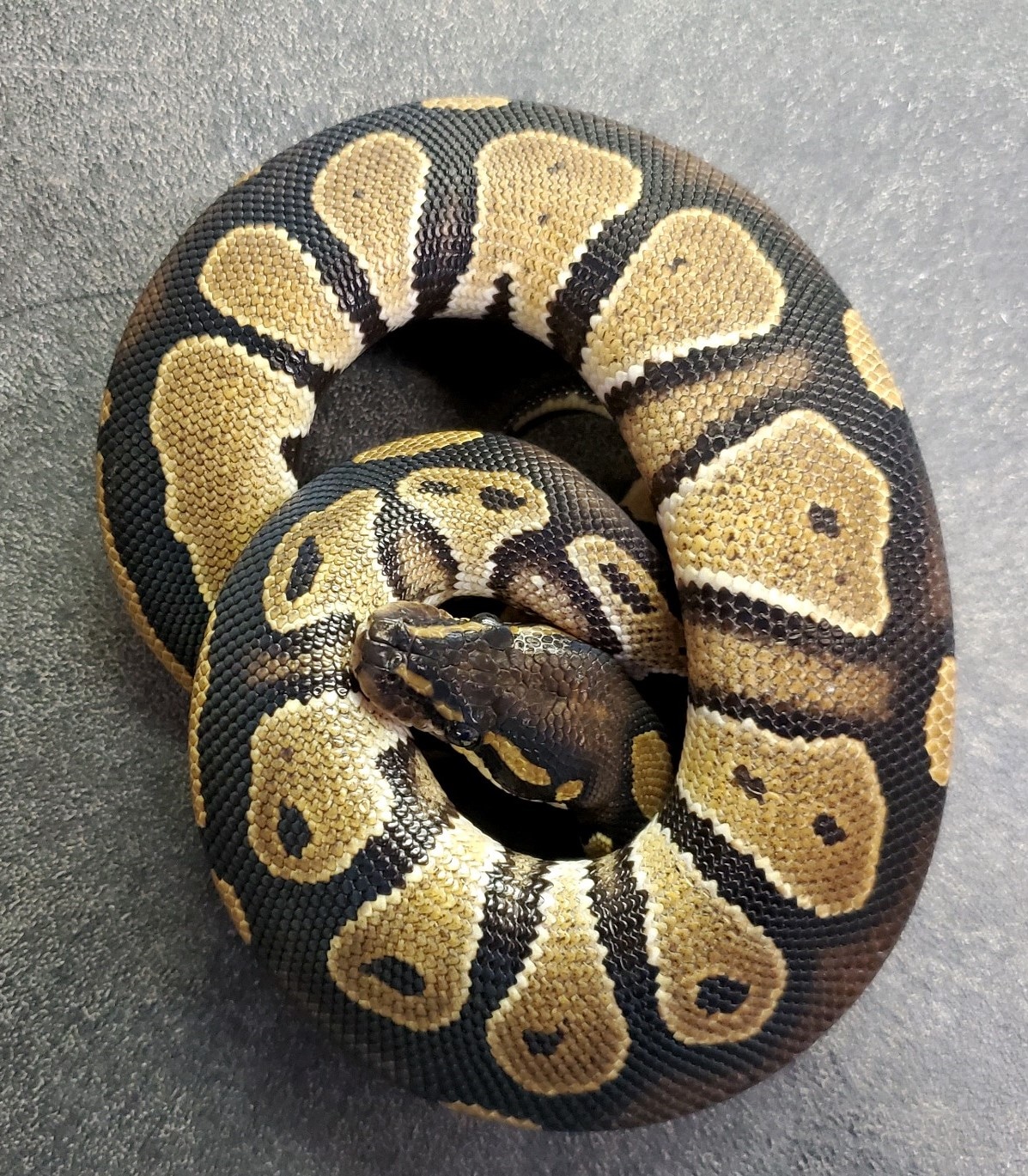 Black Head Ball Python by A-List Animals - MorphMarket