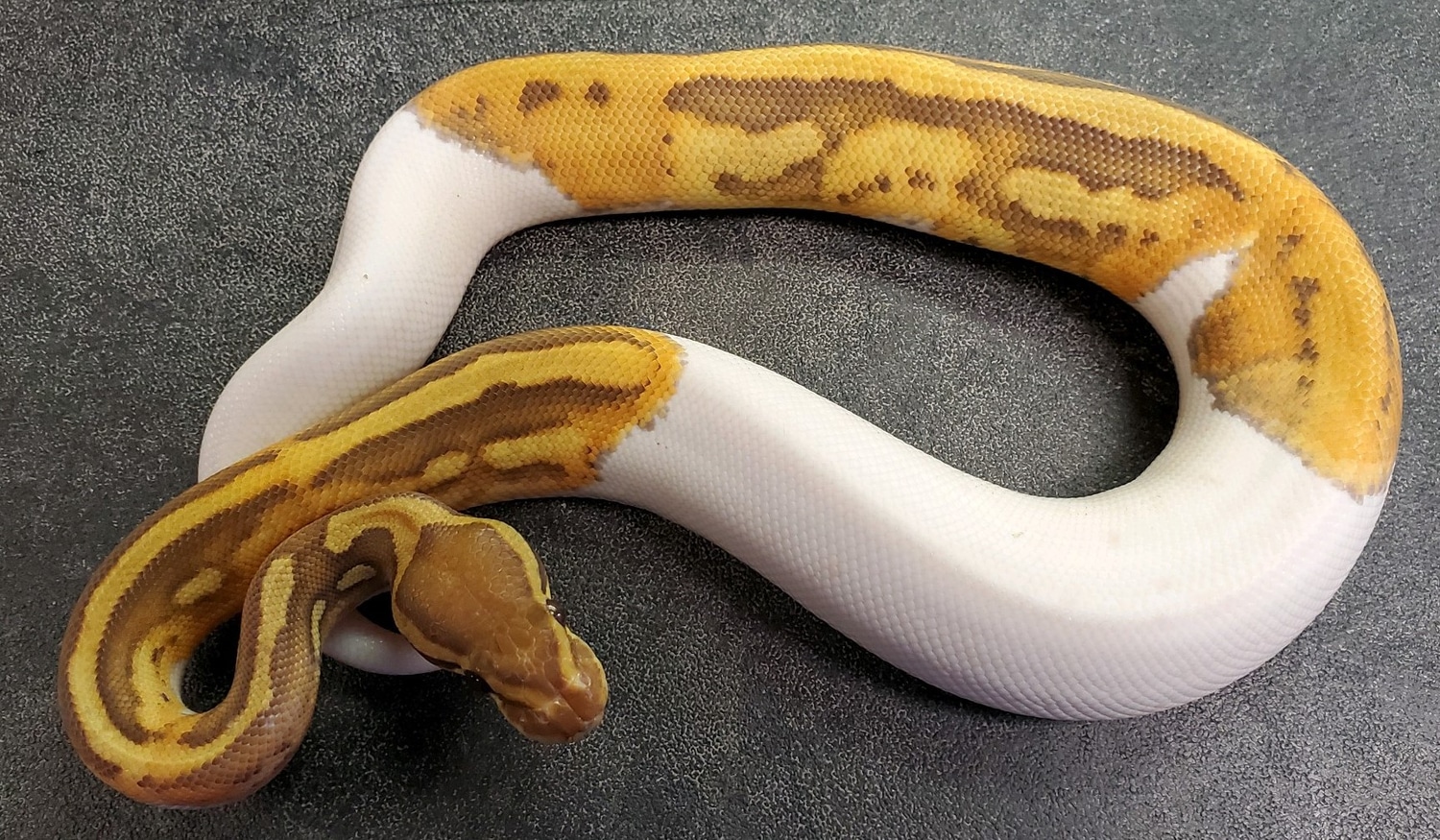 Caramel Pied Ball Python by A-List Animals - MorphMarket