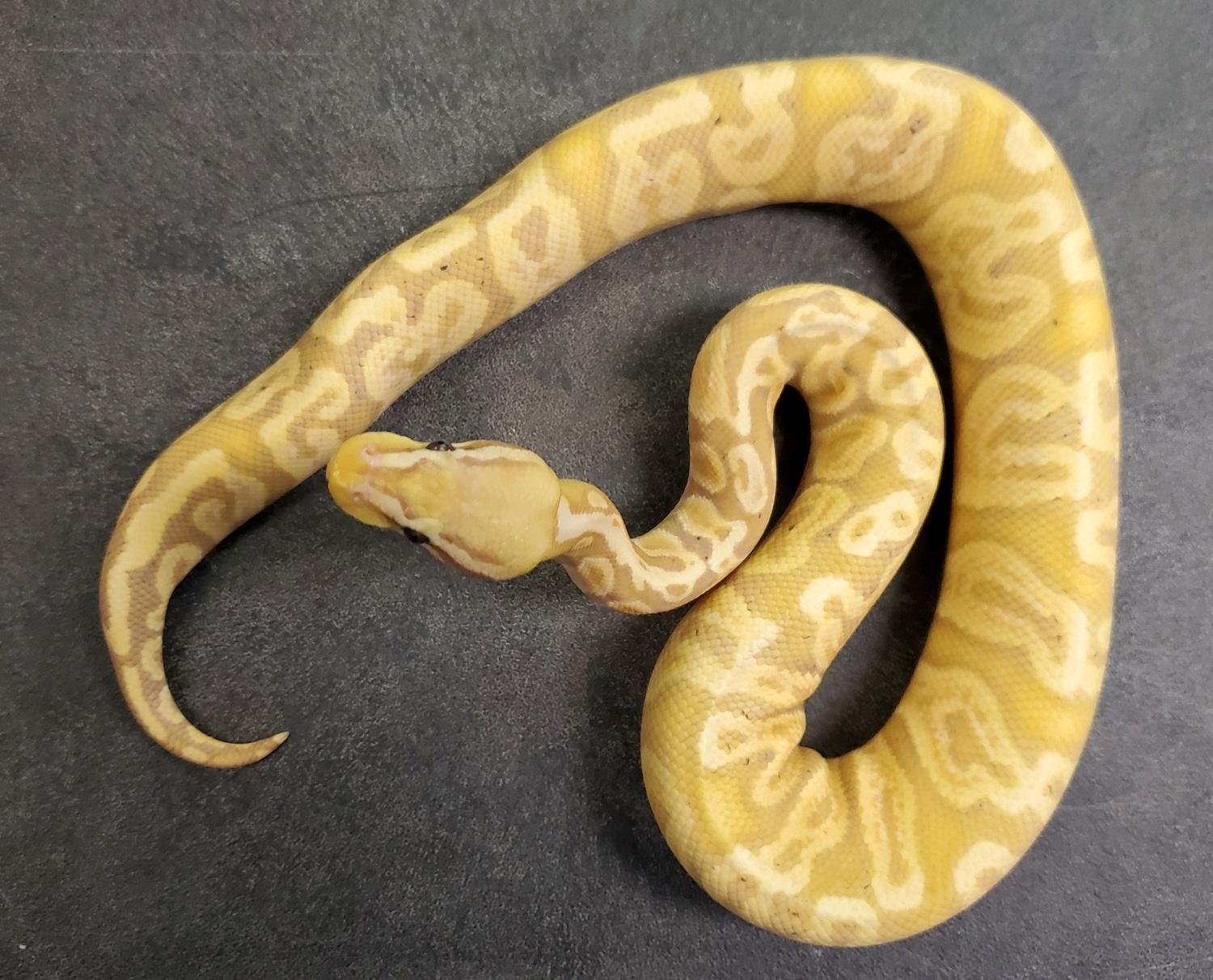 Banana GHI Pastel Ball Python by A-List Animals - MorphMarket