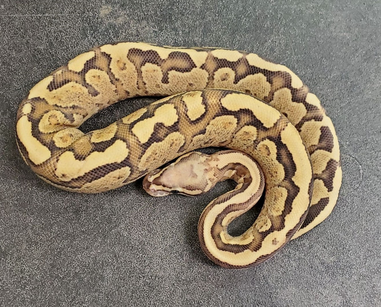 Super Vanilla Ball Python by A-List Animals - MorphMarket
