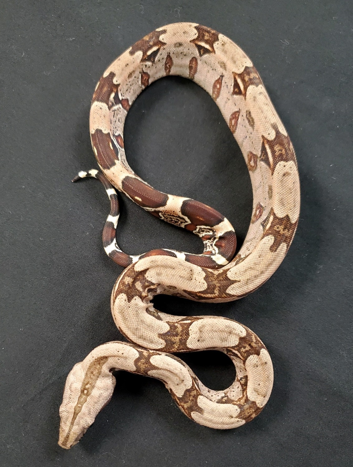 Guyana True Red-tailed Boa Constrictor by A-List Animals - MorphMarket