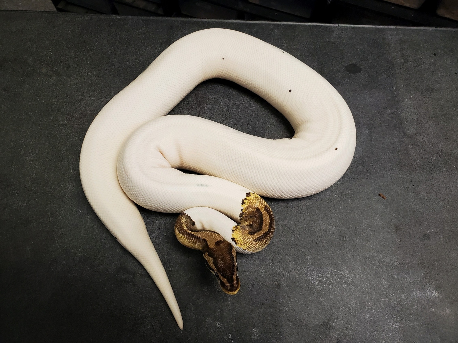 Pastel Piebald Ball Python by A-List Animals - MorphMarket
