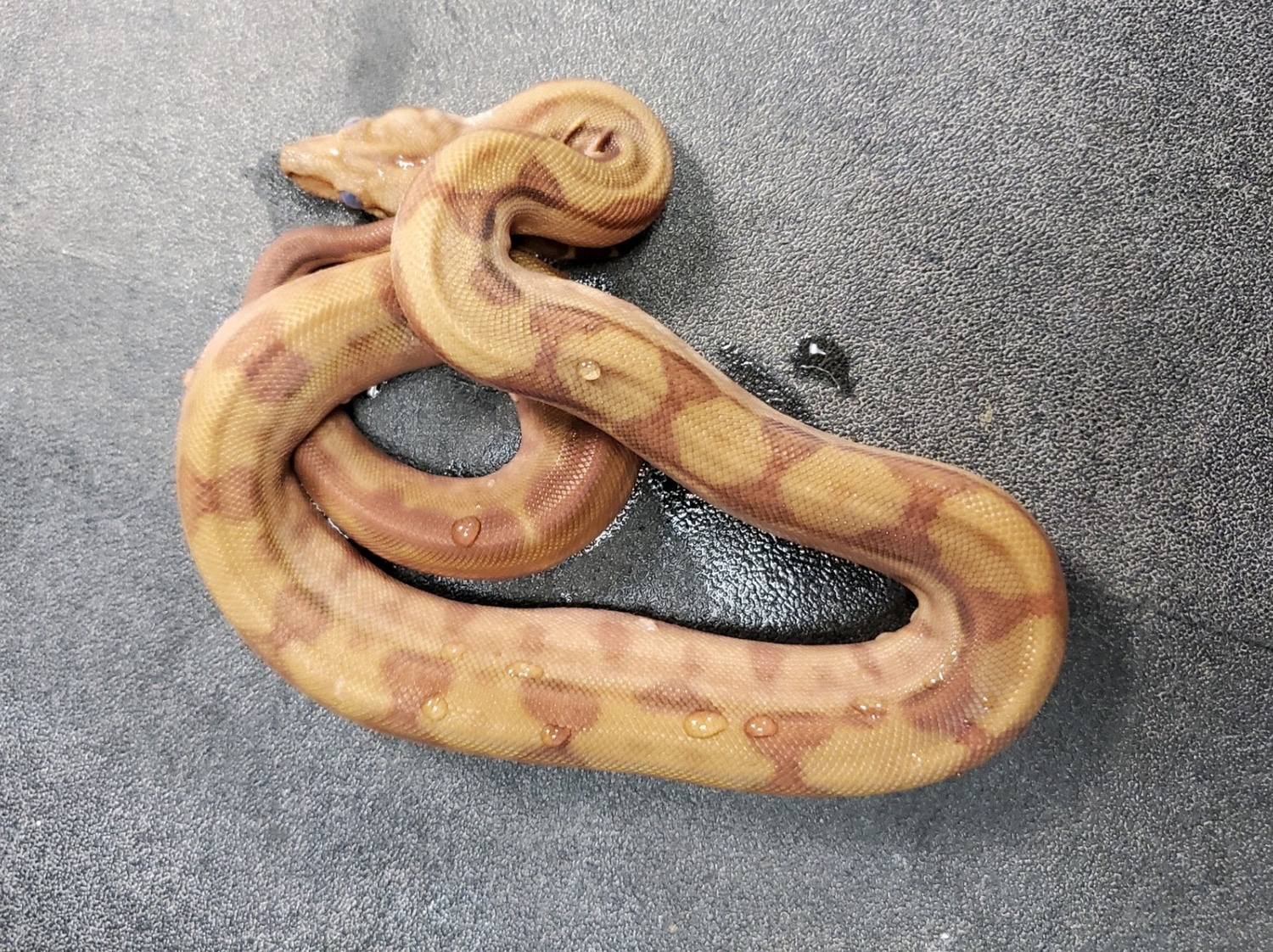 Super Sunglow Central Boa Constrictor by A-List Animals - MorphMarket