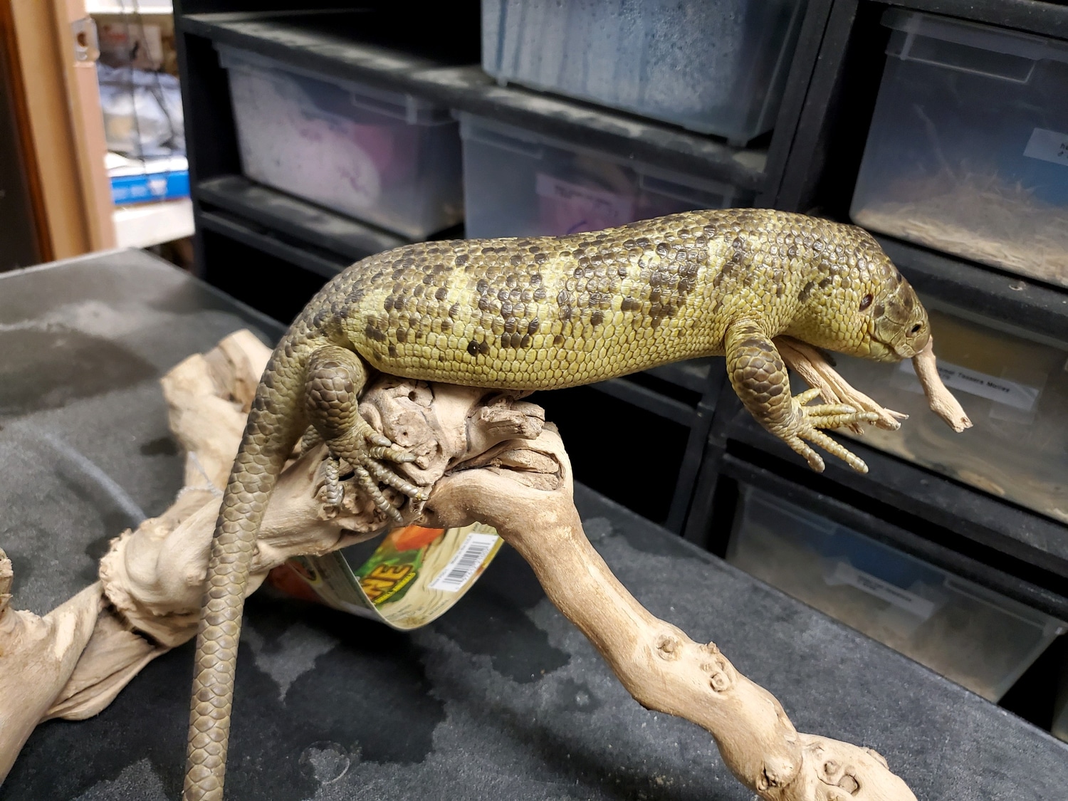 CBB Monkey Tail Skink Monkey-tailed Skink by A-List Animals - MorphMarket
