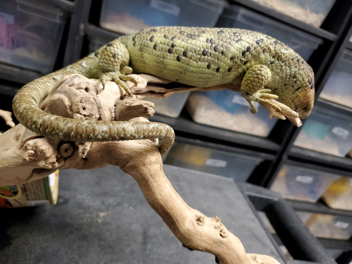 CBB Monkey Tail Skink Monkey-tailed Skink by A-List Animals - MorphMarket