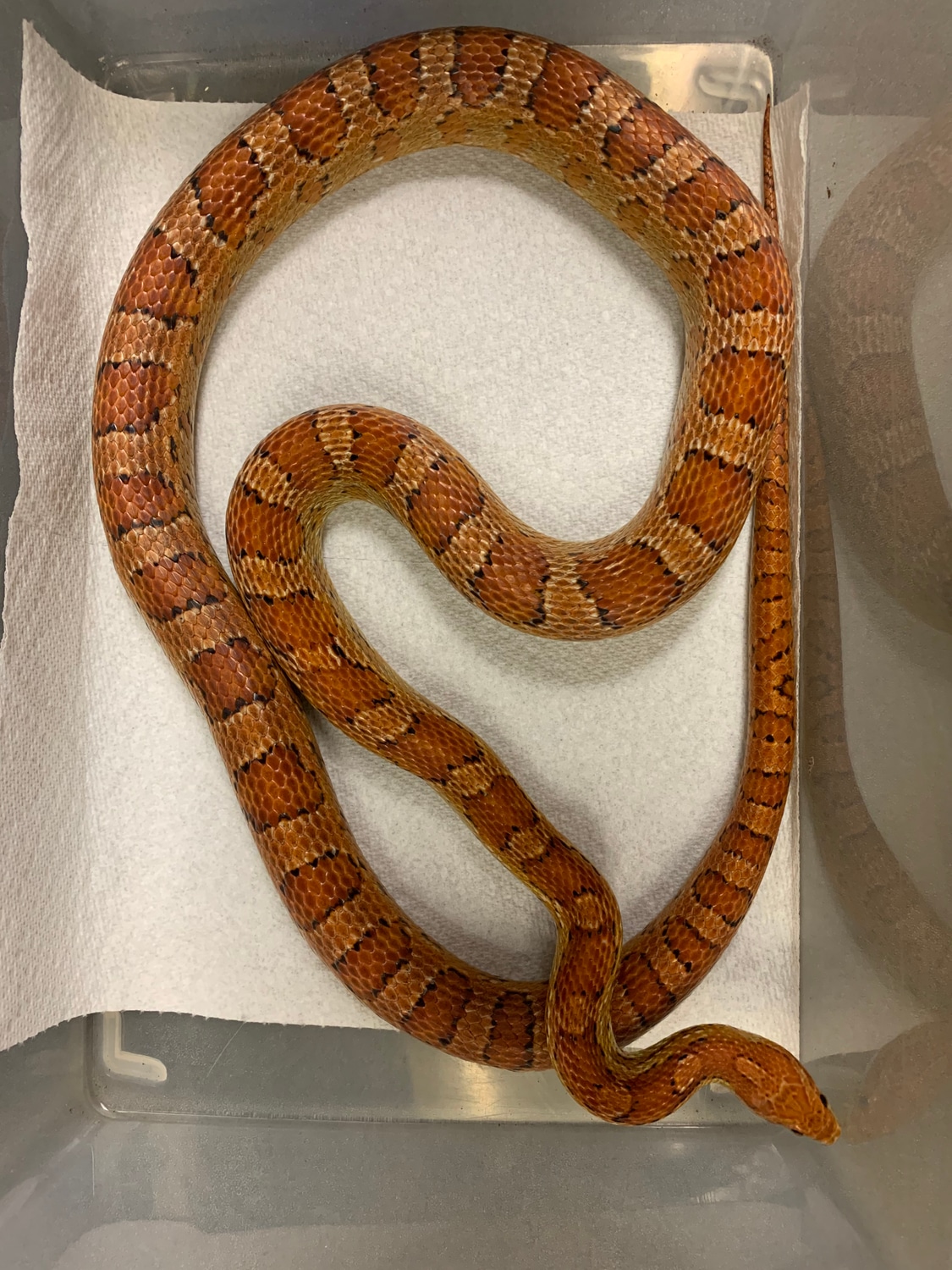 Het Palmetto Corn Snake by A-List Animals - MorphMarket