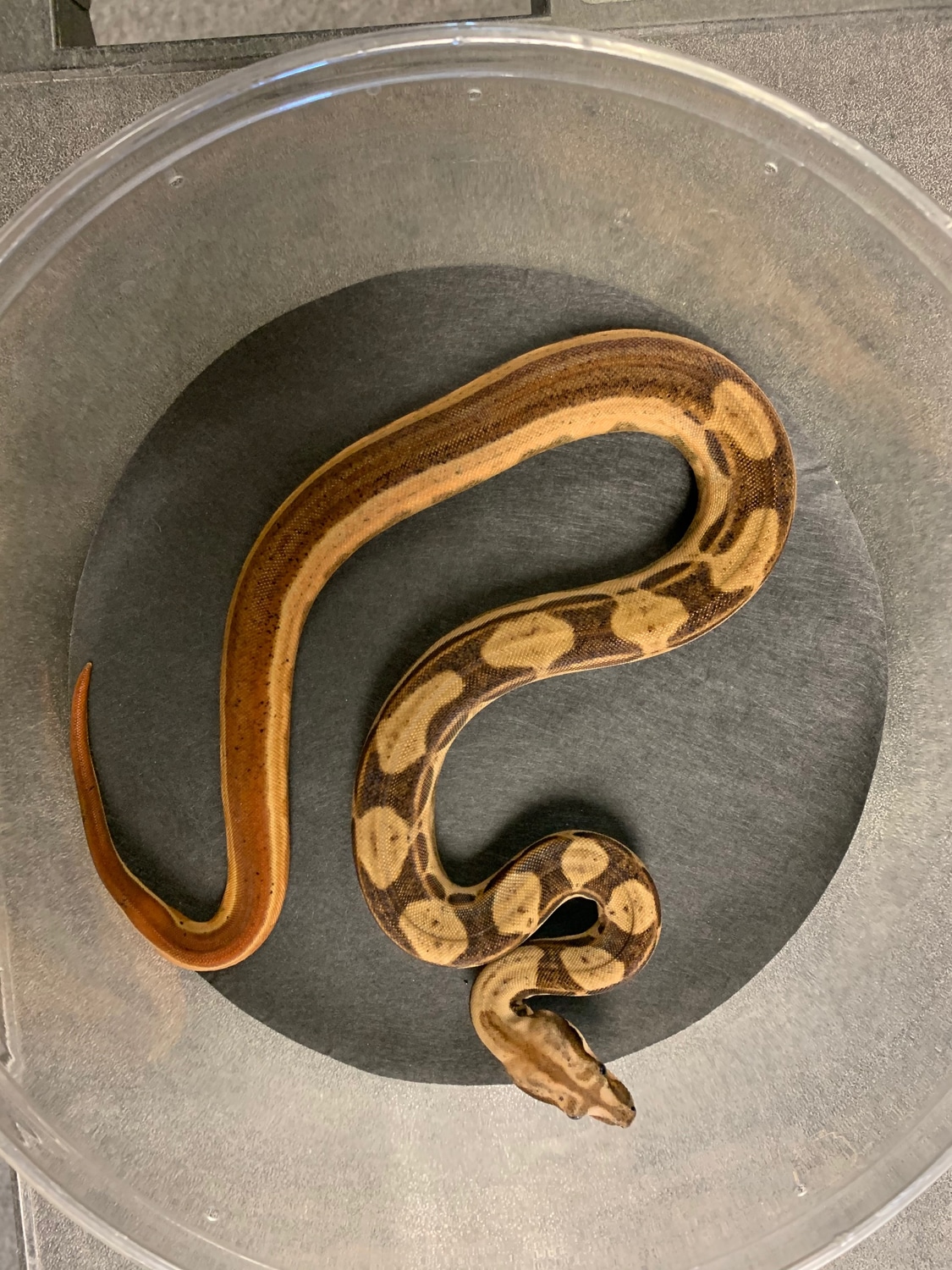 Pos Super Hypo Jungle Motley Het Sharp Albino Columbian Boa Constrictor ...