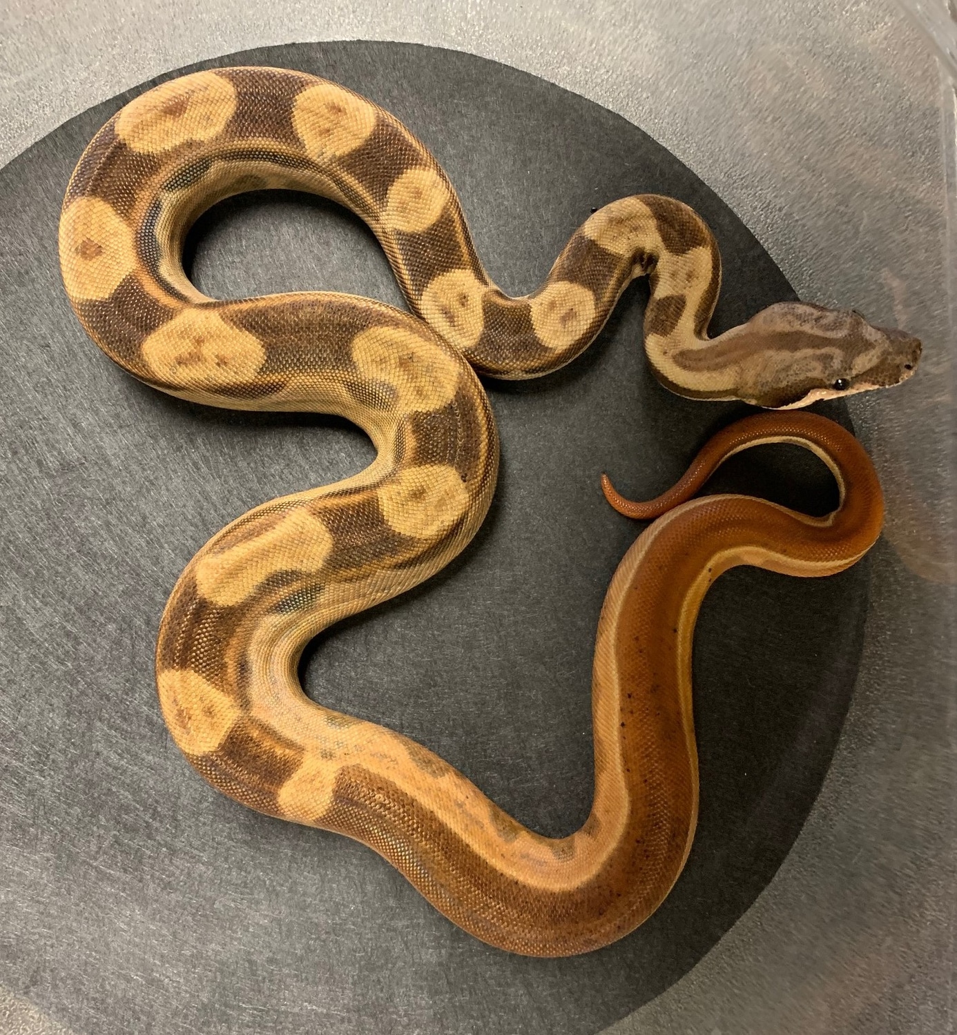 Hypo Jungle Motley Het Sharp Albino Columbian Boa Constrictor by A-List ...