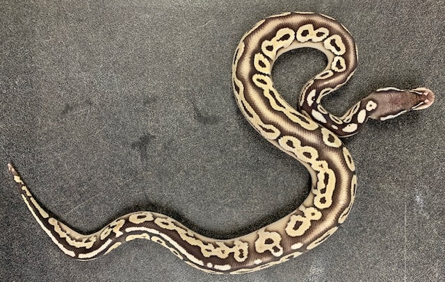 Hypo Black Pewter Lesser Ball Python by A-List Animals - MorphMarket