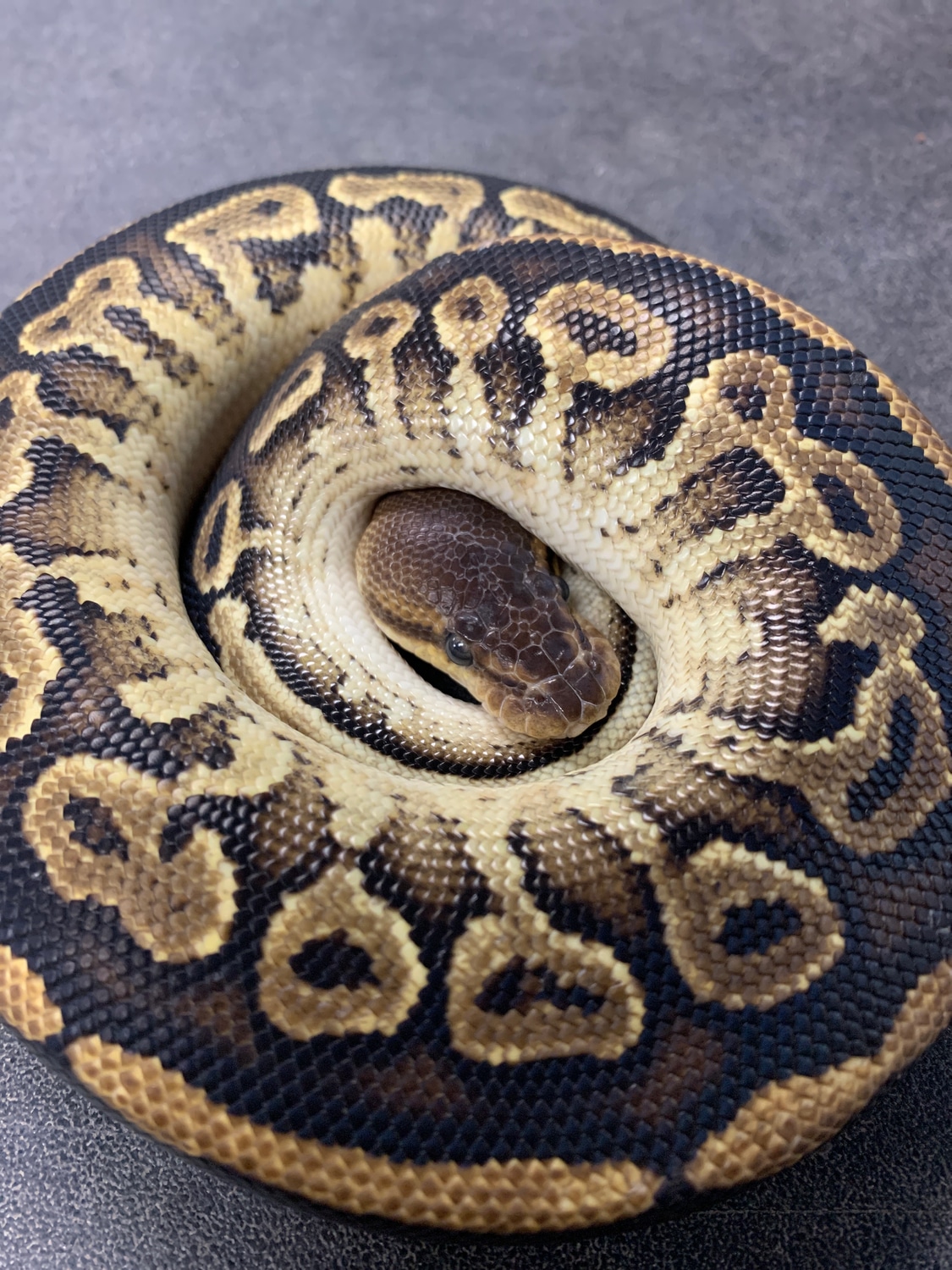 Super Bongo Ball Python by A-List Animals - MorphMarket