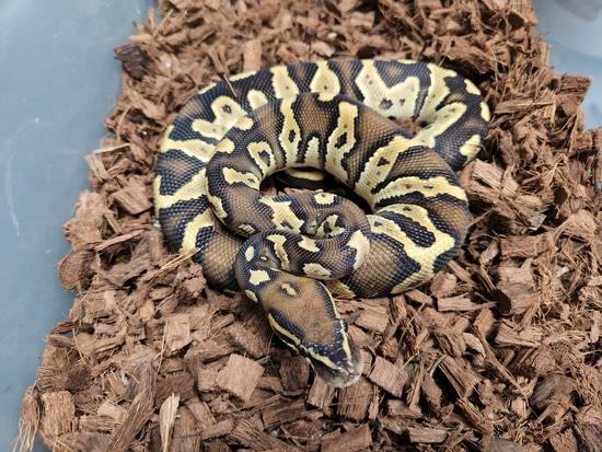 Angry Ball Ph Lavender Ball Python by A-List Animals