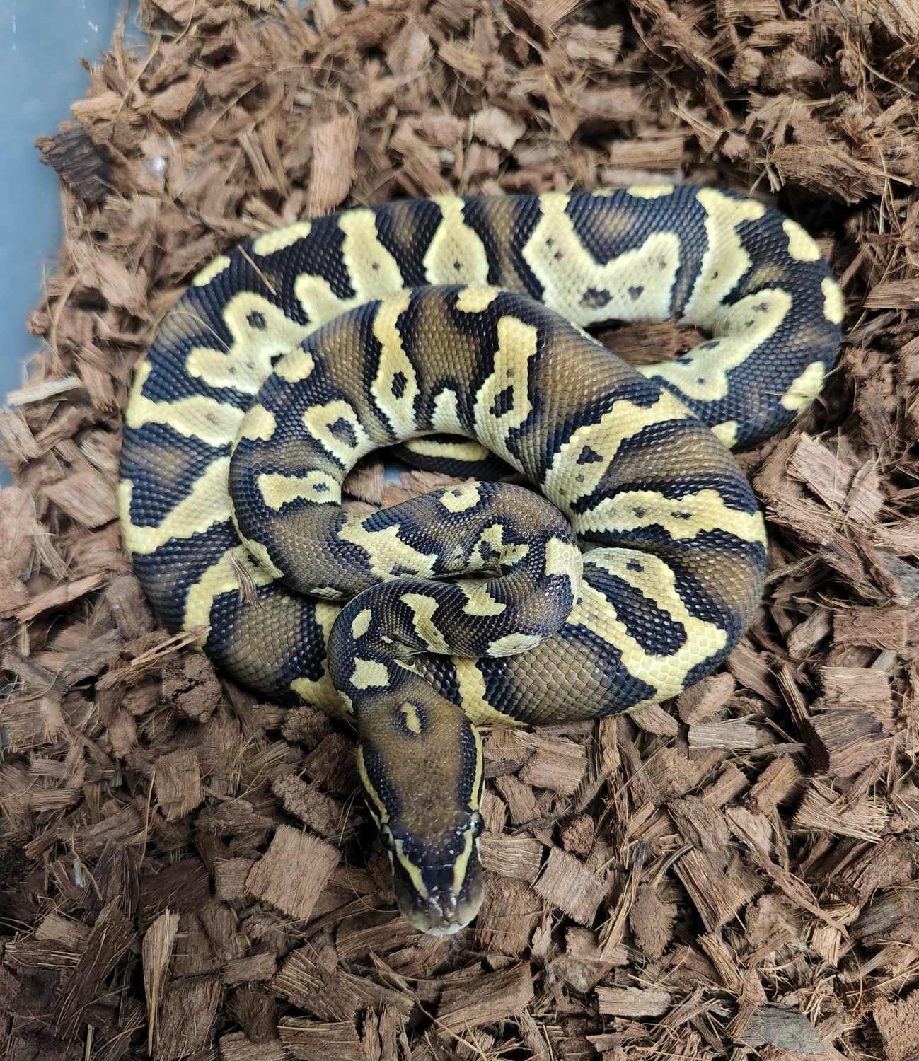 Angry Ph Lavender Ball Python by A-List Animals - MorphMarket