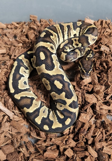 Angry Ball Ph Lavender Ball Python by A-List Animals