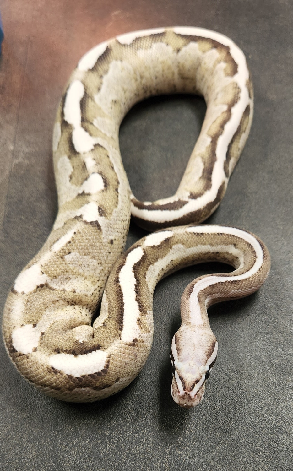 VPI Axanthic Vanilla Cream Ball Python by A-List Animals - MorphMarket