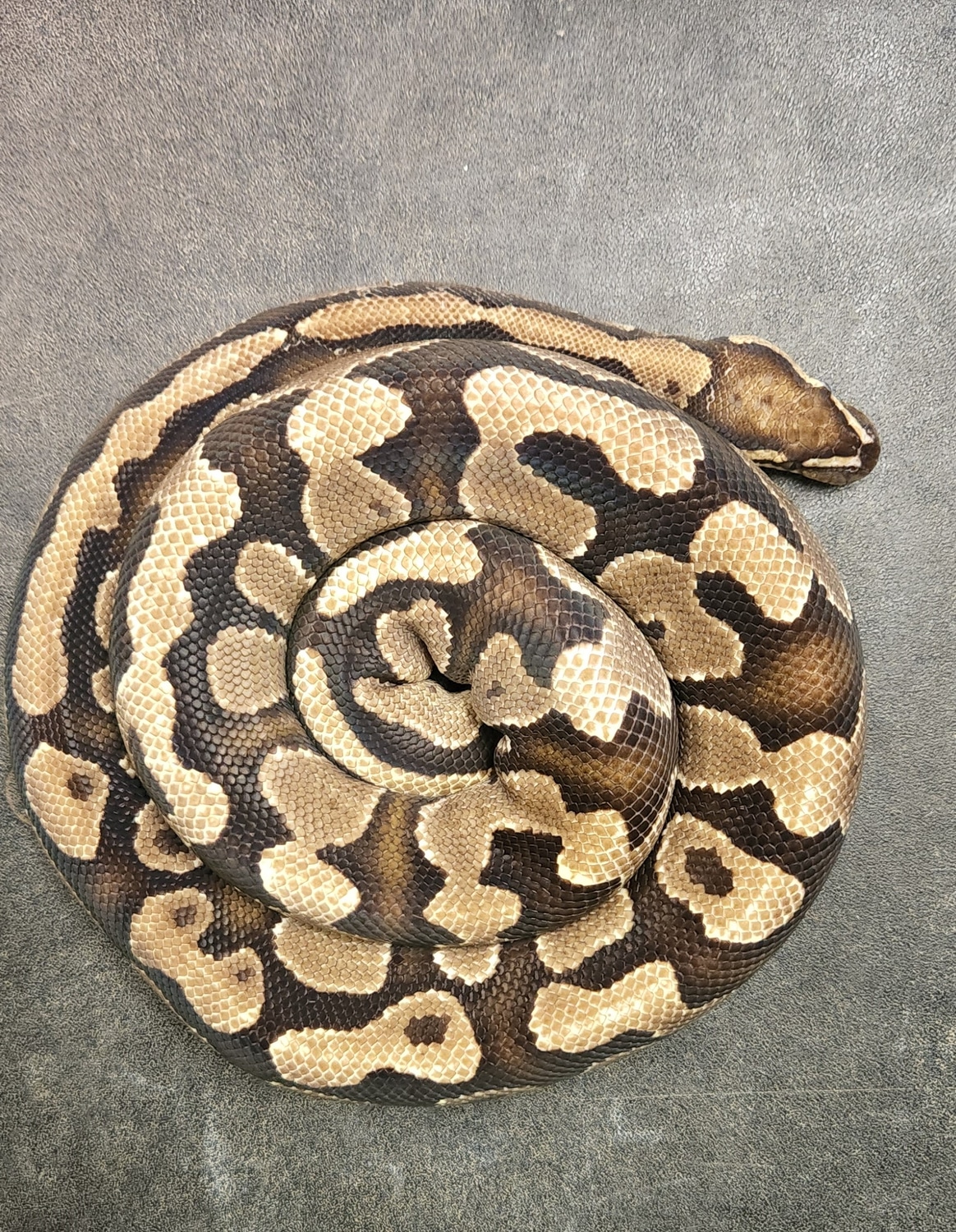 Fire Dh VPI Axanthic/Clown Ball Python by A-List Animals - MorphMarket