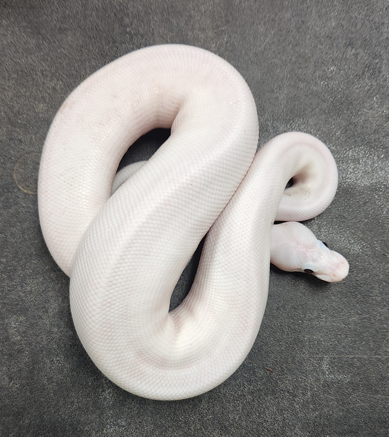 White Wedding Ball Python by A-List Animals - MorphMarket