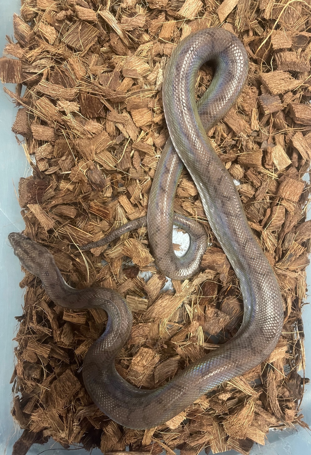 Het Blue Eye Columbian Rainbow Colombian Rainbow Boa by A-List Animals ...
