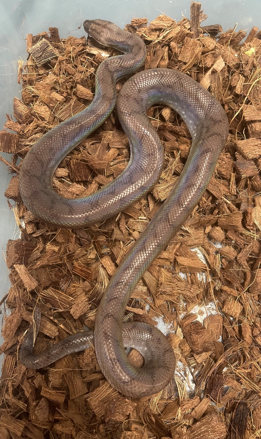 Het Blue Eye Columbian Rainbow Colombian Rainbow Boa by A-List Animals ...