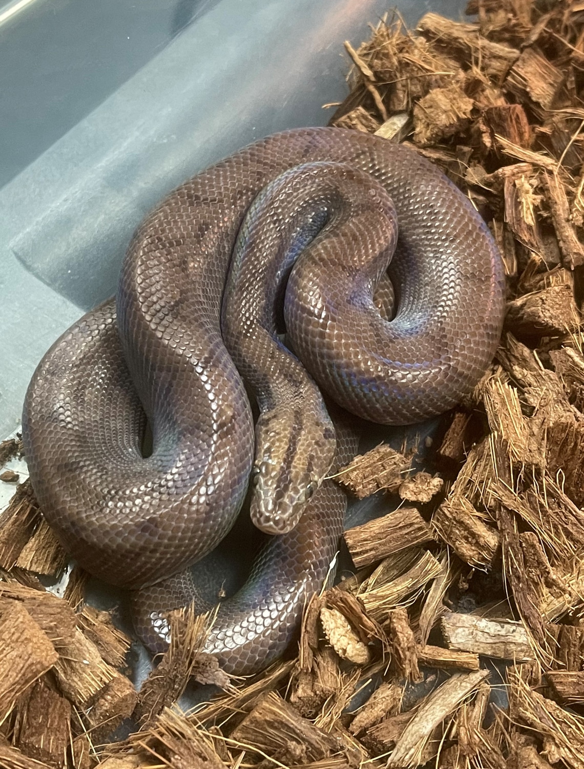 Het Blue Eye Columbian Rainbow Colombian Rainbow Boa by A-List Animals ...