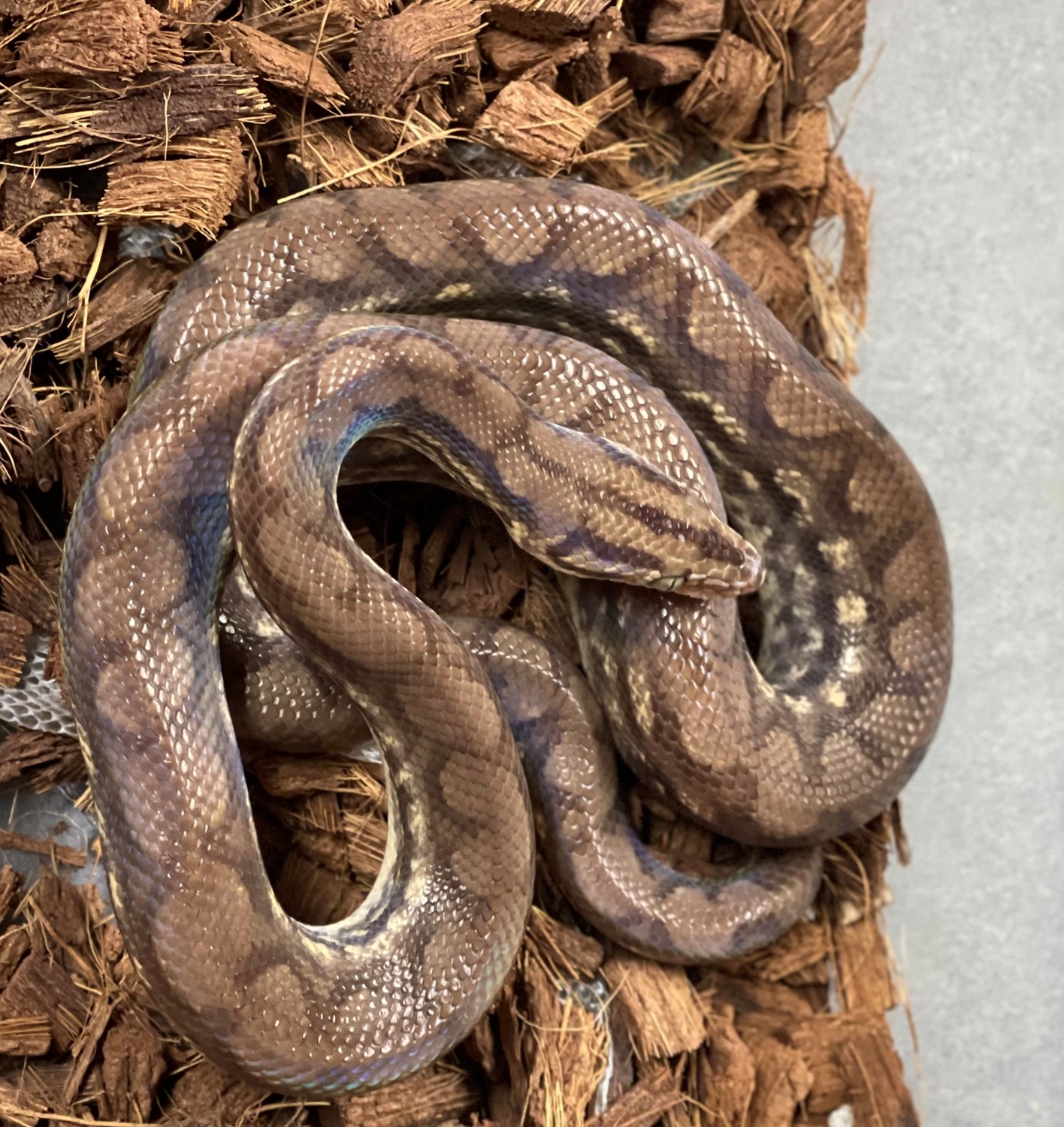 Het Blue Eye Columbian Rainbow Colombian Rainbow Boa by A-List Animals ...
