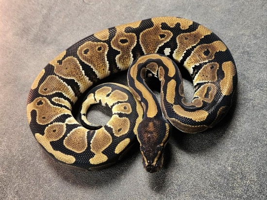 Het VPI Axanthic Ph Lavender Ball Python by A-List Animals