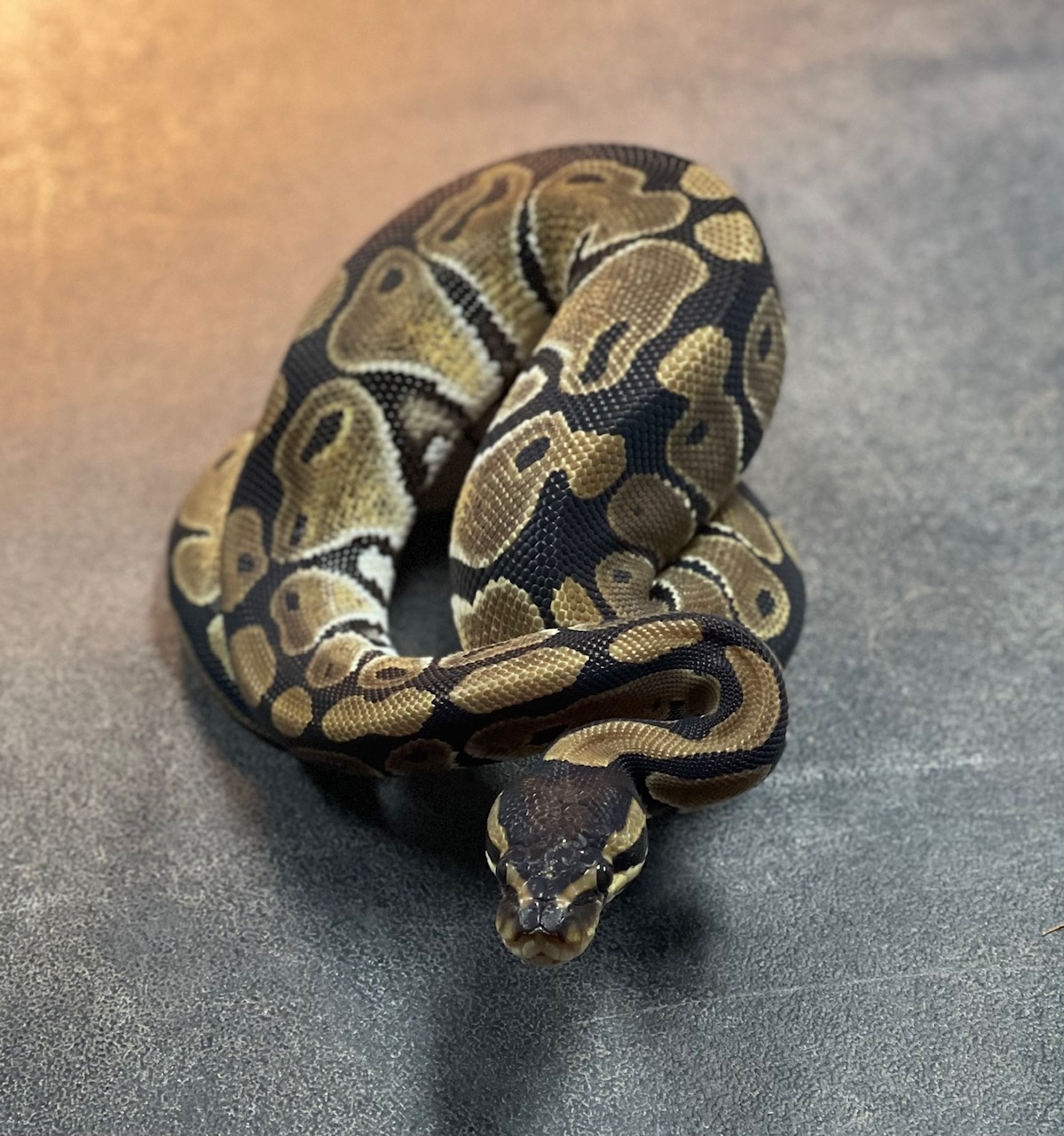 66% VPI Axanthic/Desert Ghost Ball Python by A-List Animals - MorphMarket