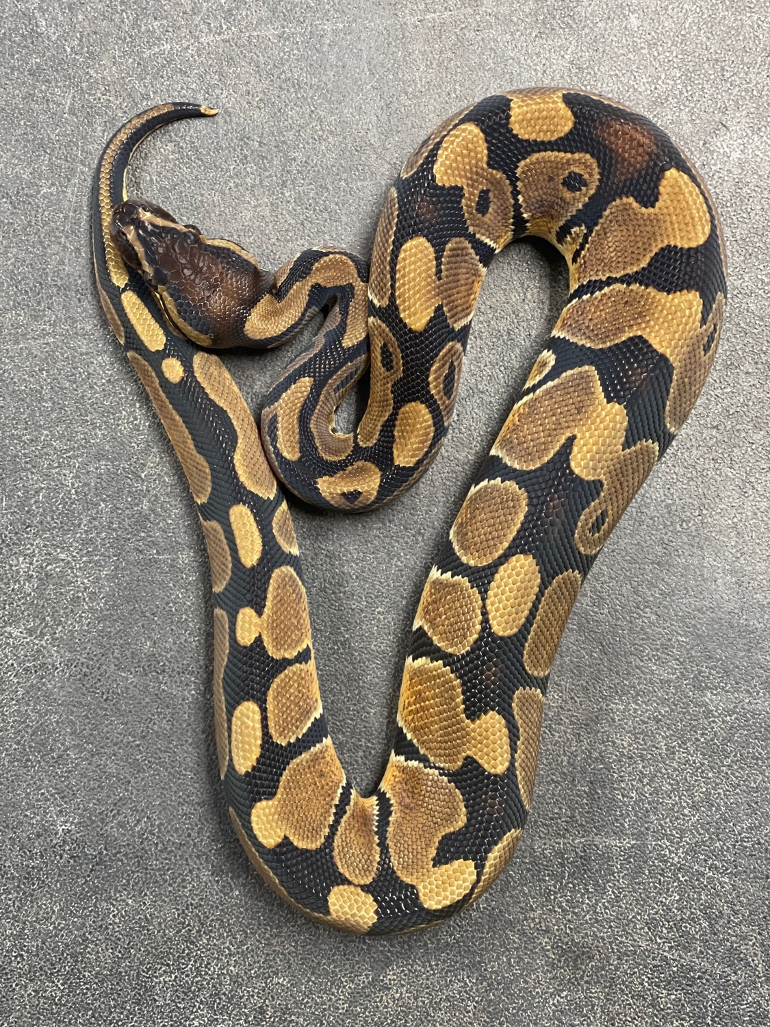 66% Dh VPI Axanthic /Desert Ghost Ball Python by A-List Animals ...
