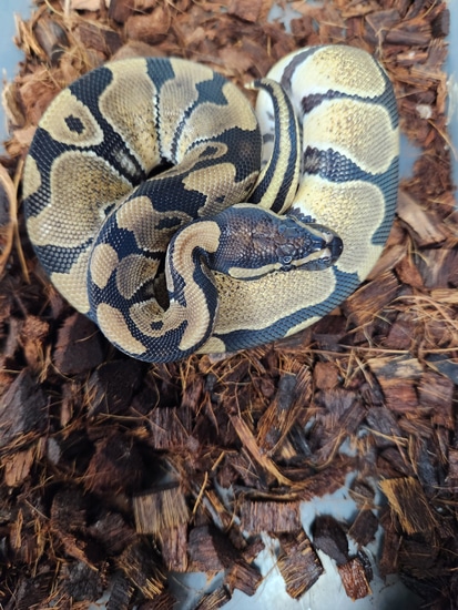 66% Dh VPI Axanthic /Desert Ghost Ball Python by A-List Animals ...