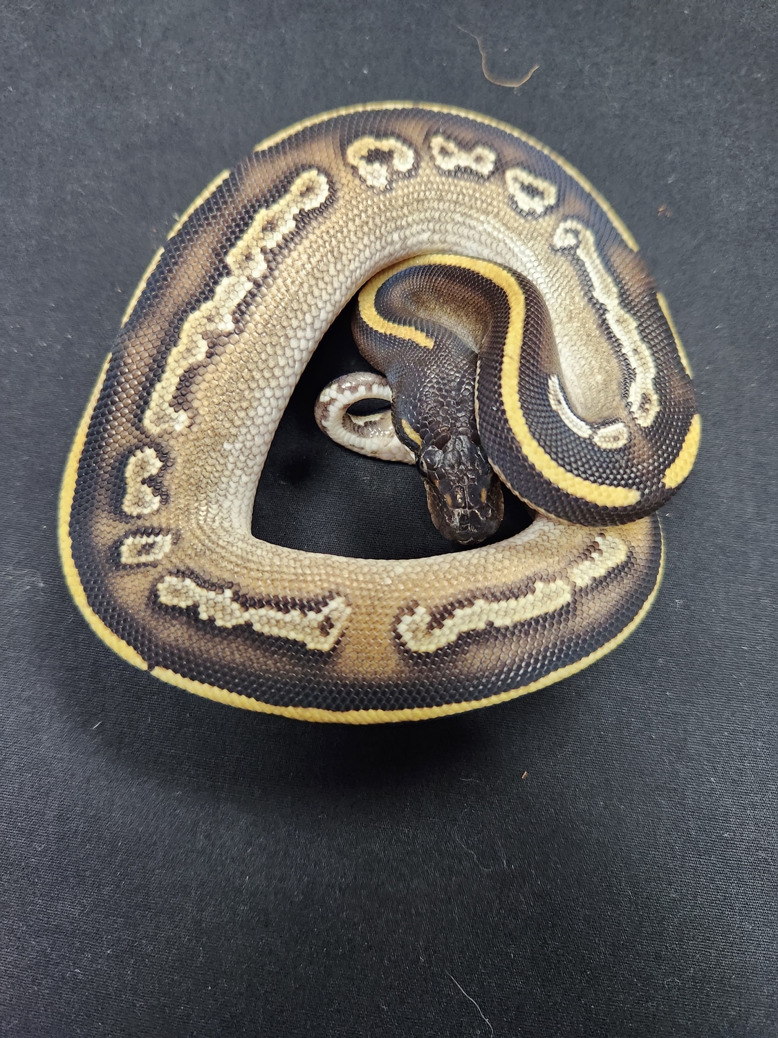Black Head Mojave Pdh Pied/Lavender Ball Python by A-List Animals ...