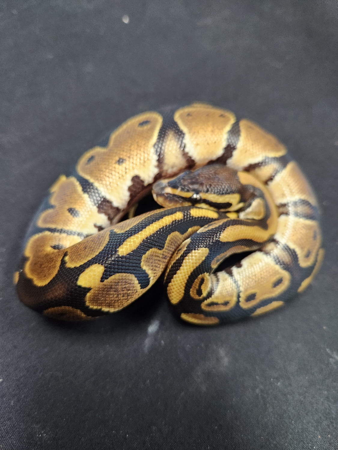 Pdh Pied/Lavender Ball Python by A-List Animals - MorphMarket