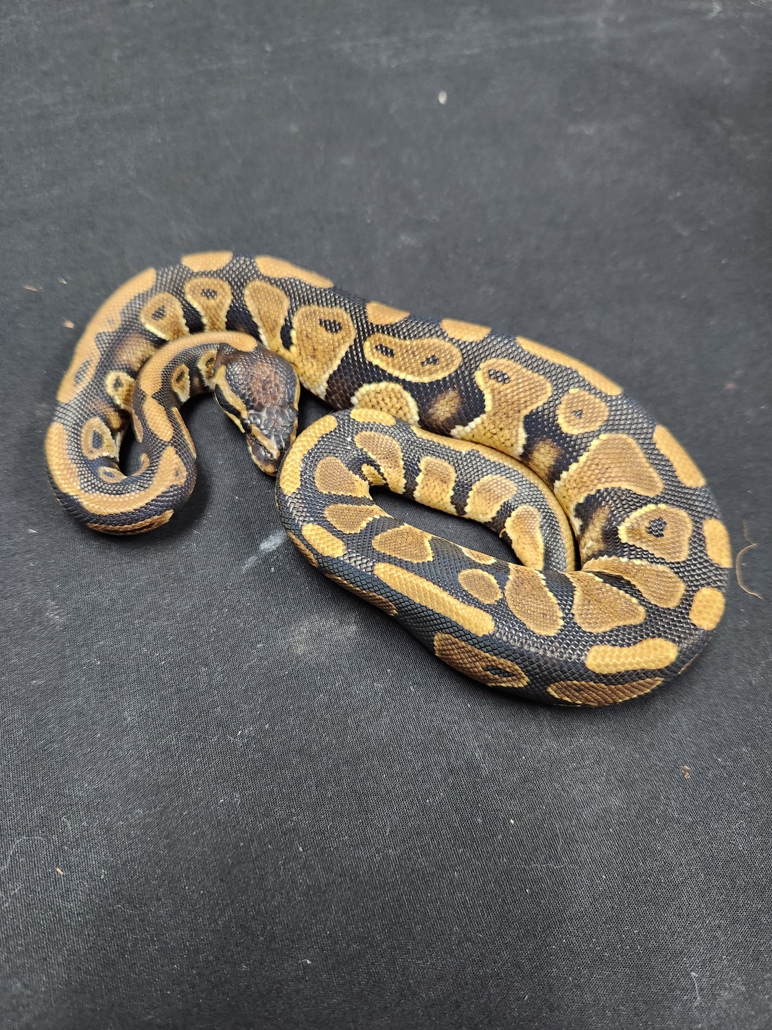 Normal Ball Python by A-List Animals - MorphMarket