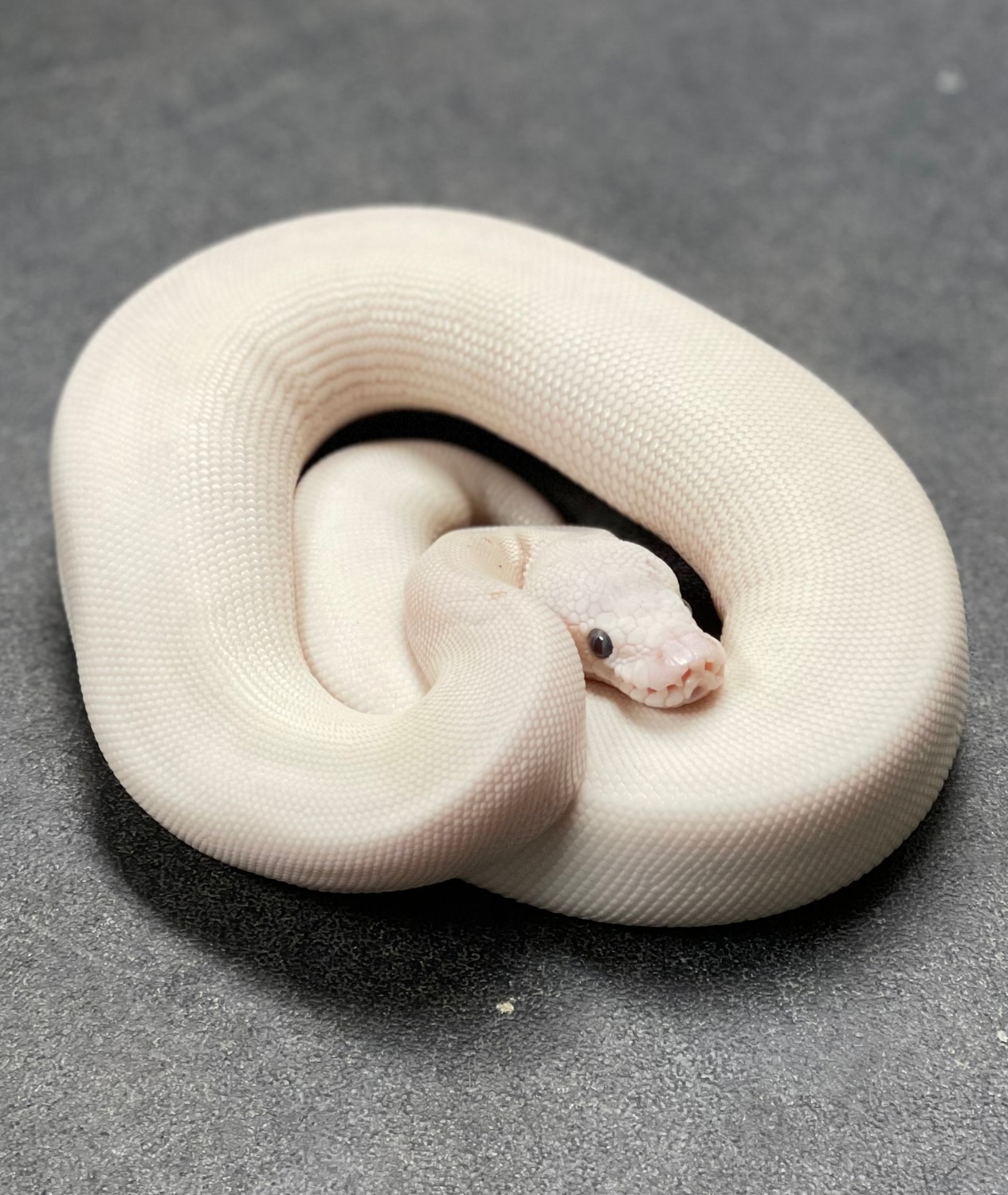 Super Pastel Butter YB G-Stripe Ball Python by A-List Animals - MorphMarket