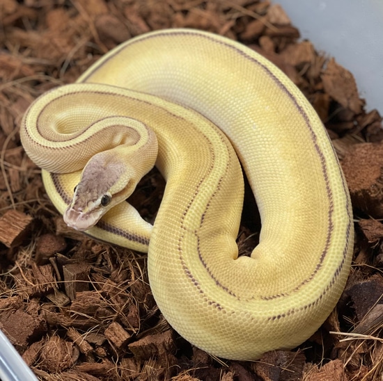Pastel Butter YB G-Stripe Ball Python by A-List Animals