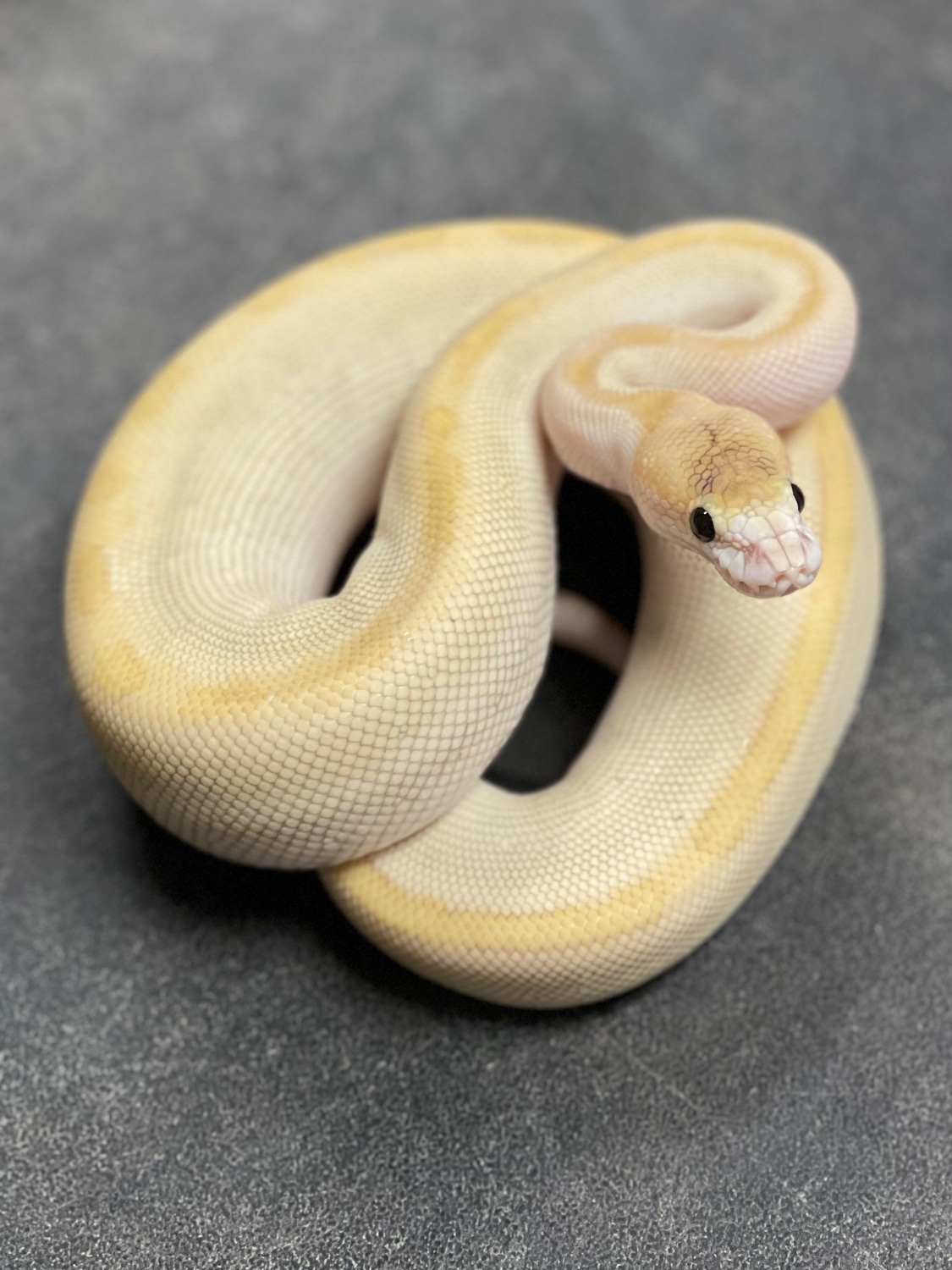 Champagne Butter Hypo Ph Ultra Ball Python by A-List Animals - MorphMarket