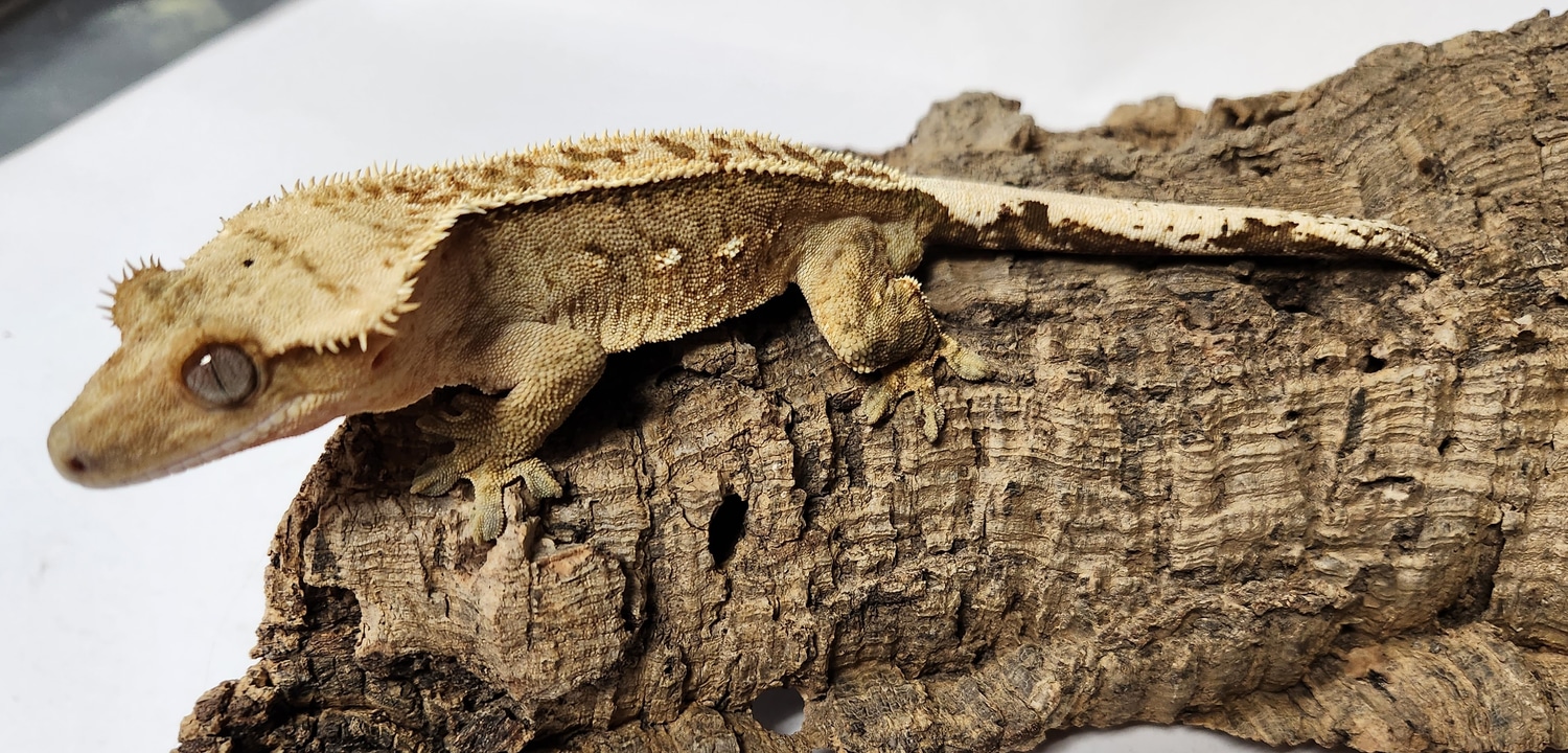 100% Het Axanthic Crested Gecko by A-List Animals - MorphMarket