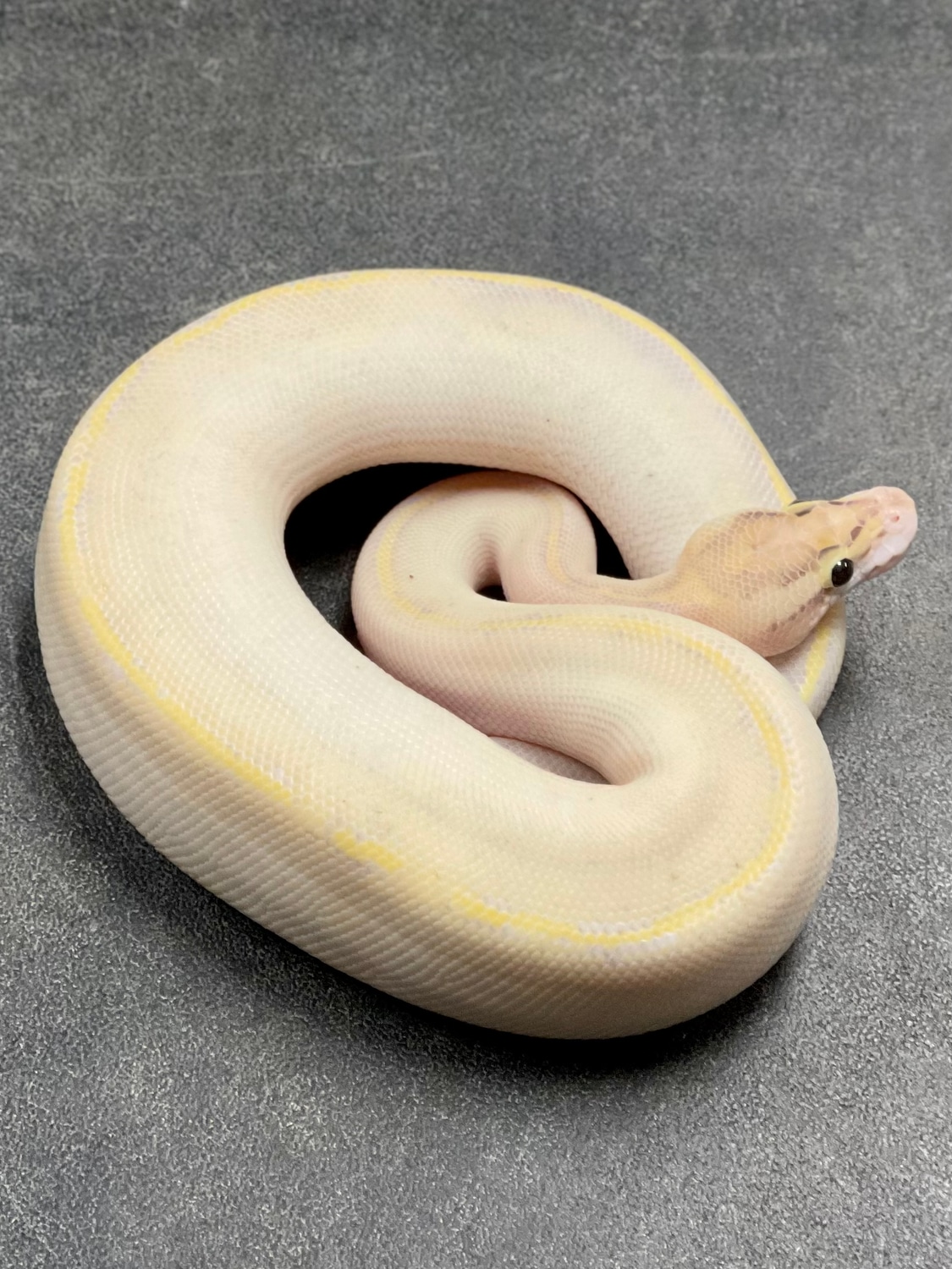 Ivory Ball Python by A-List Animals - MorphMarket