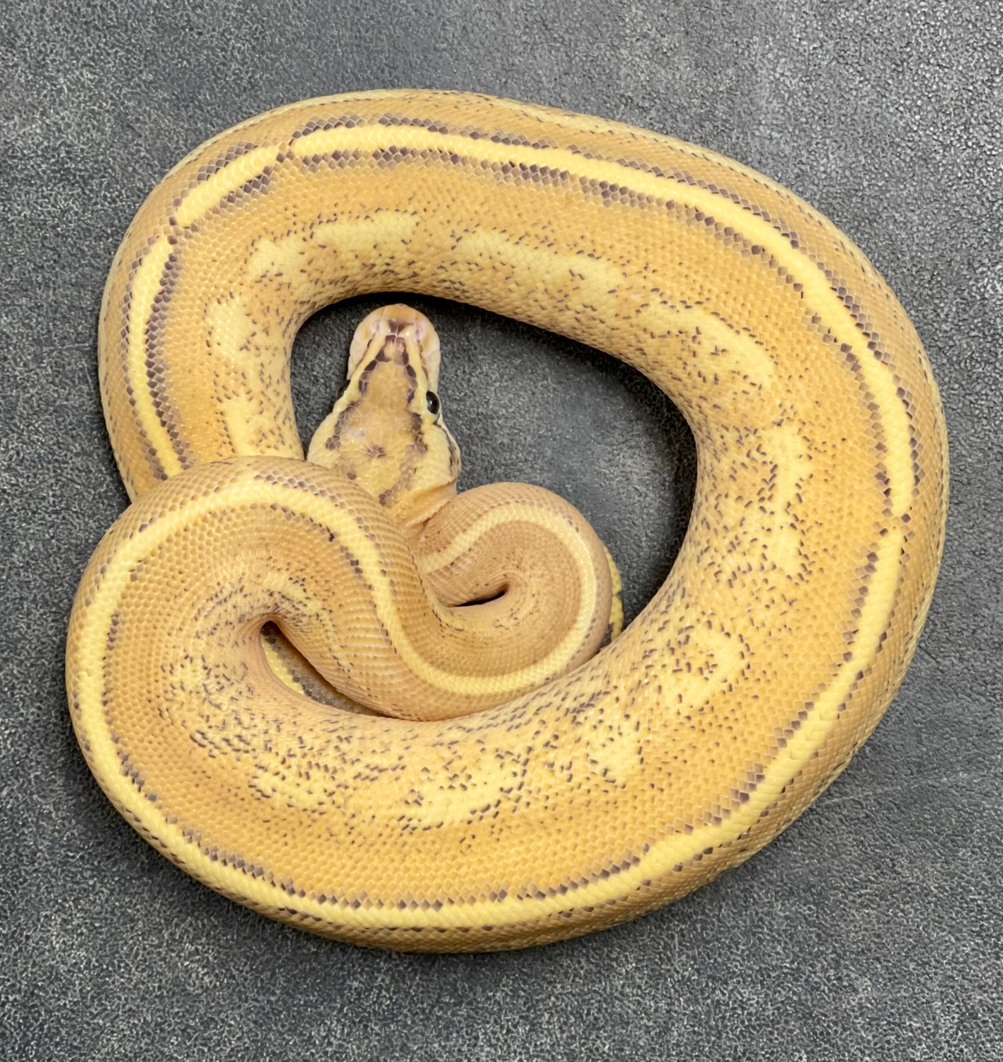Puma Ball Python by A-List Animals - MorphMarket