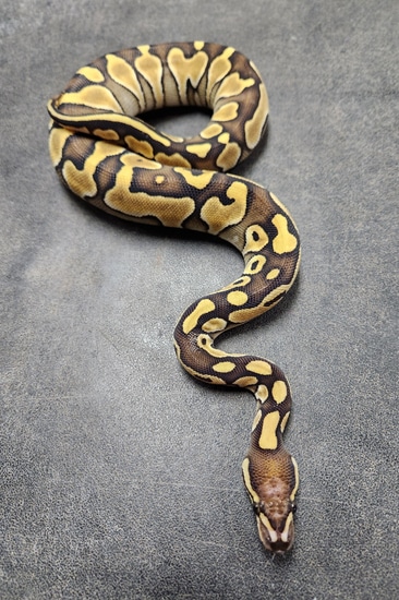 Scaleless Head Lesser Ph Clown Ball Python by A-List Animals