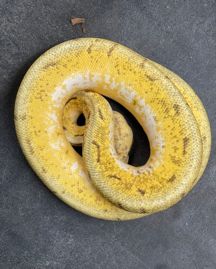 Killer Spinner Het Pied Ball Python by A-List Animals