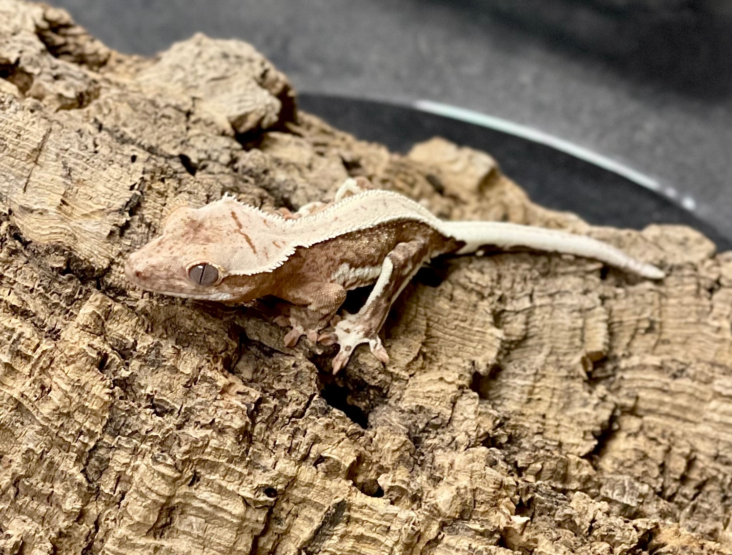 Lilly White 50% Het Axanthic Crested Gecko by A-List Animals - MorphMarket