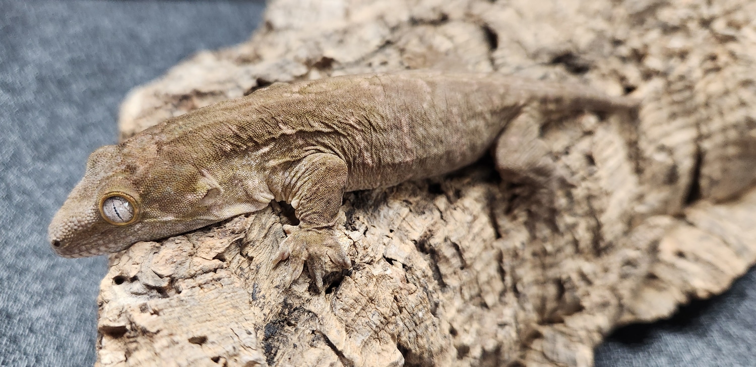Mt Koghis Friedel Melanistic Leachianus Gecko by A-List Animals ...
