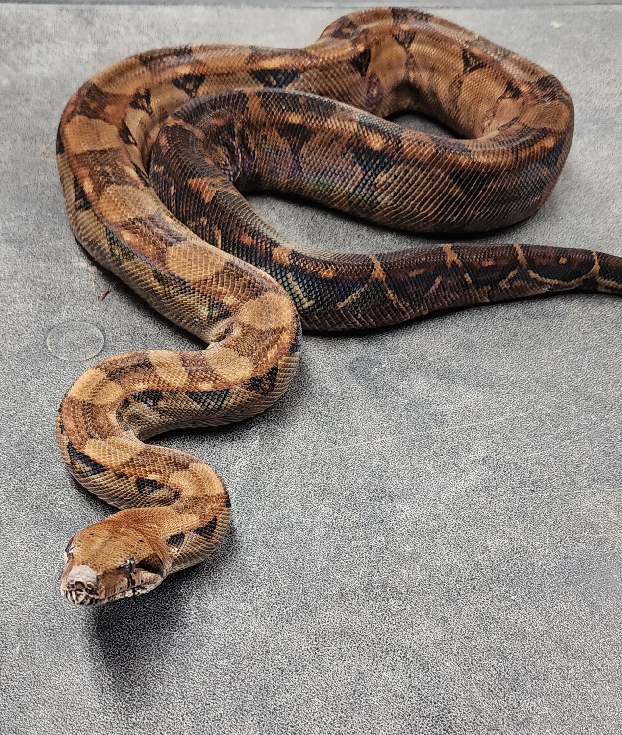 Motley Pdh Blood/T+ Central American Boa Constrictor by A-List Animals ...