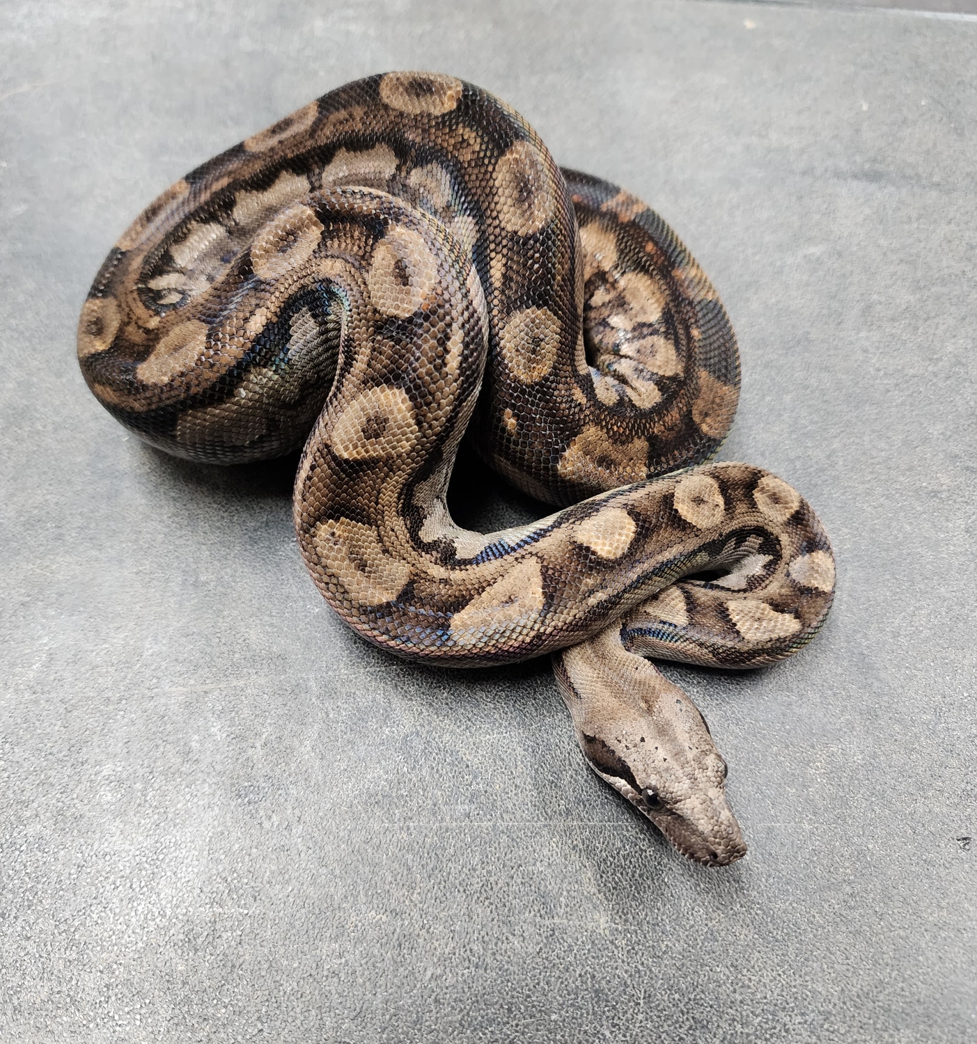 Motley Pdh Blood/T+ Central American Boa Constrictor by A-List Animals ...